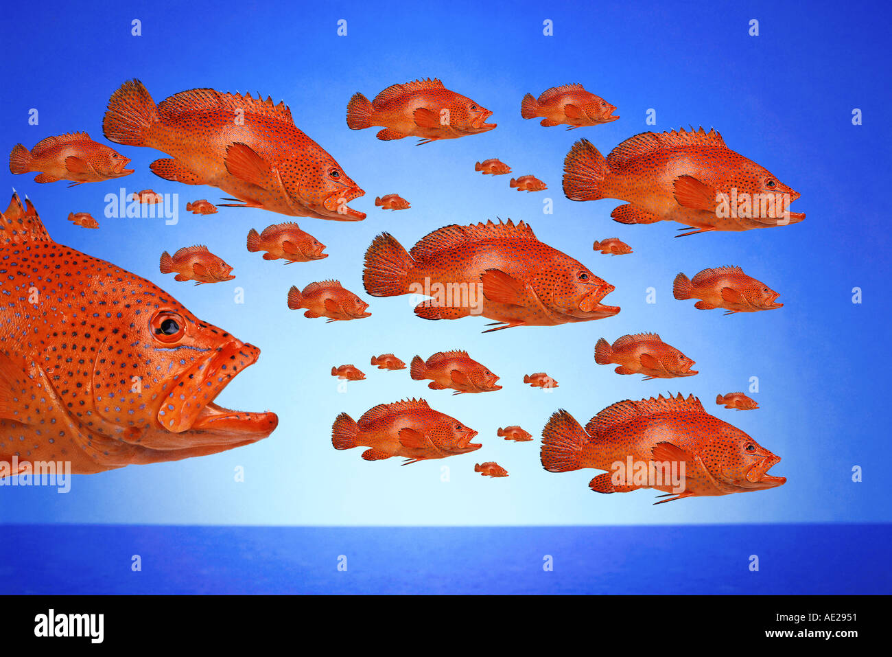 Coq symbol hi-res stock photography and images - Alamy