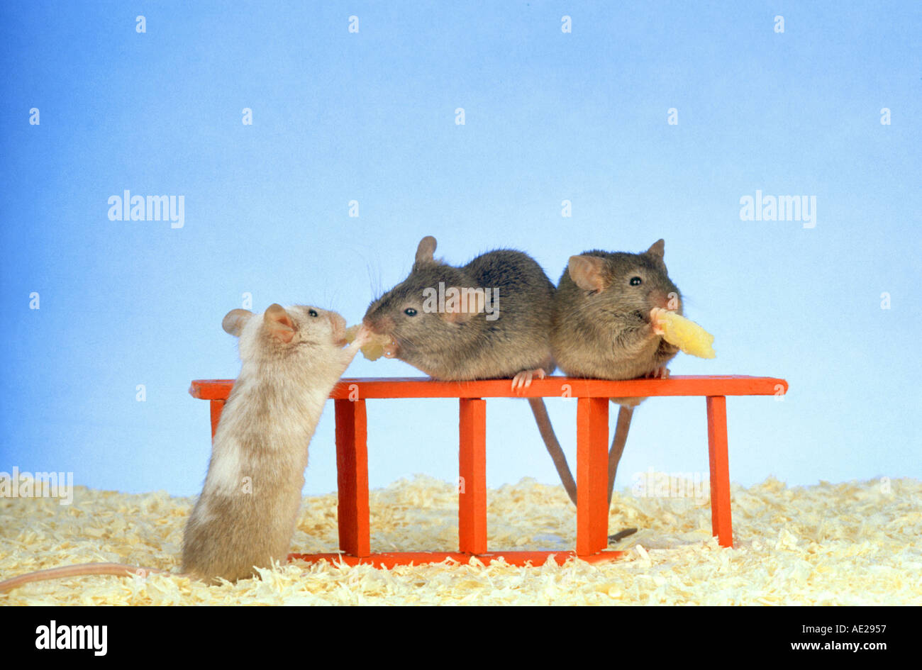 3 three mice are sitting on a ladder and eating cheese Stock Photo - Alamy