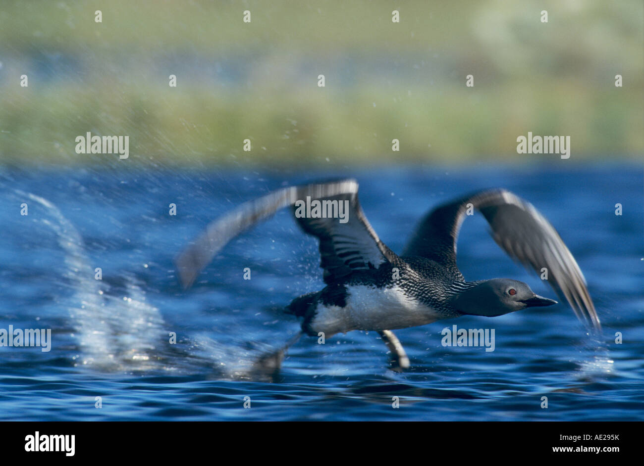 Red-throated Loon Gavia stellata adult taking off Kongsfjord Norway ...