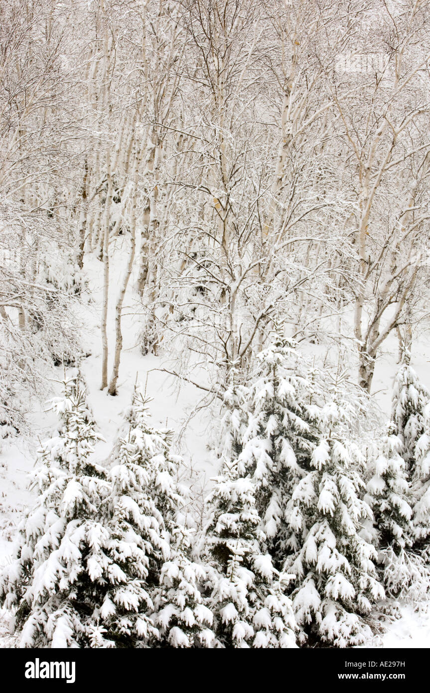 Fresh, heavy, wet snow on hillside of birch and spruce trees, Greater ...