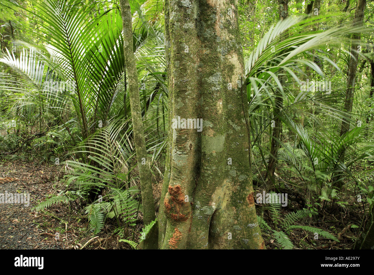 Large tree in tropical forest Stock Photo - Alamy