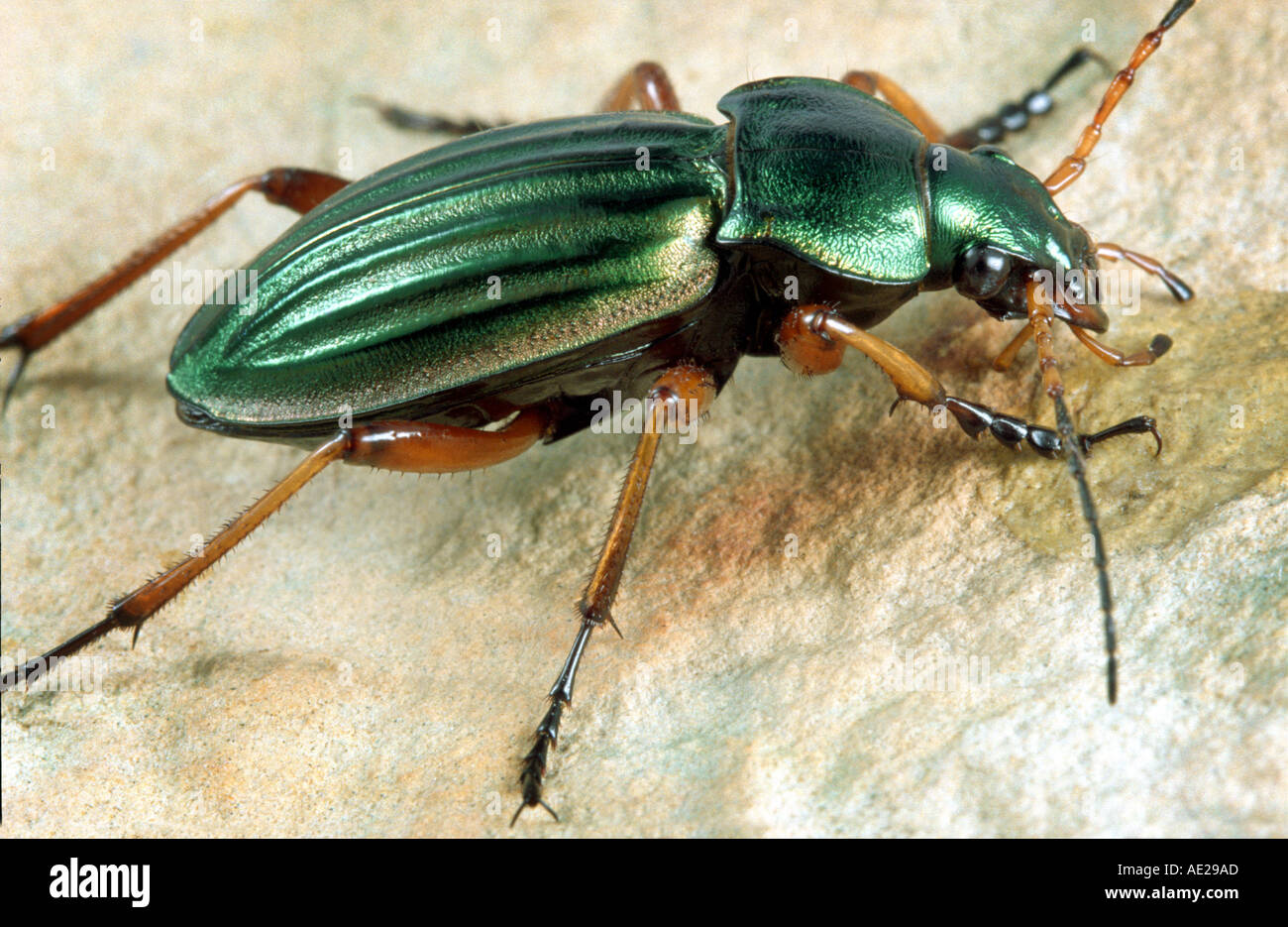 Gold beetle hi-res stock photography and images - Alamy