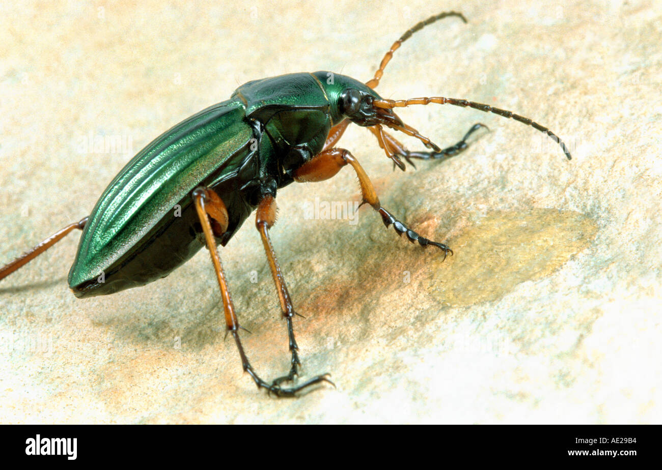 beetle CARABUS AURATUS insect Stock Photo - Alamy