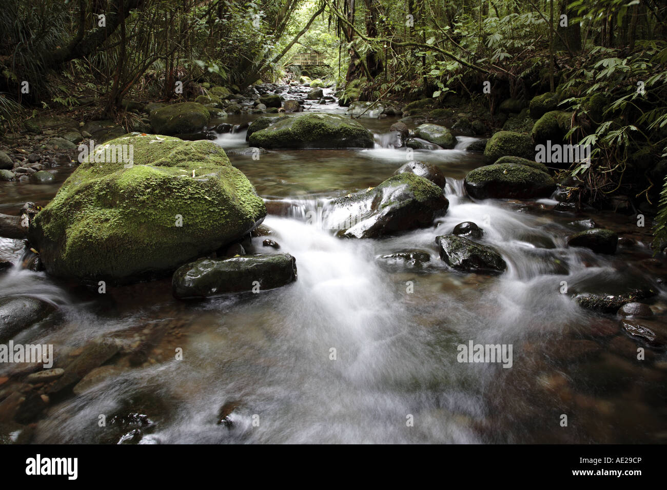 Stream in forest Stock Photo - Alamy