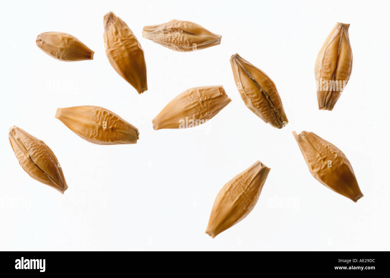 agriculture barley seeds grain farming Stock Photo - Alamy