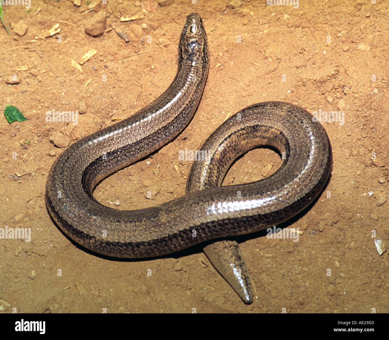 Smooth slug snake hi-res stock photography and images - Alamy