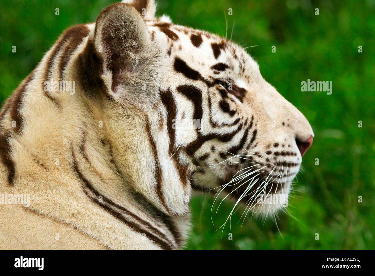 White Tiger side view Stock Photo - Alamy