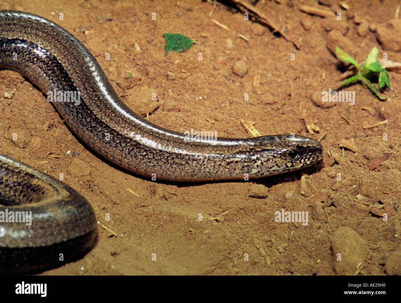 Slow worm eating uk hi-res stock photography and images - Alamy