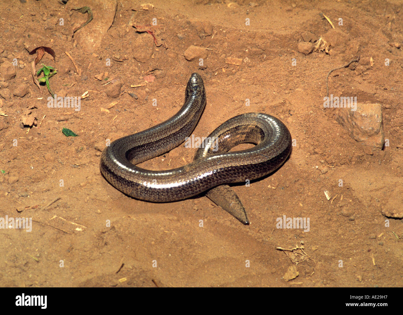 Snake eating worm hi-res stock photography and images - Alamy