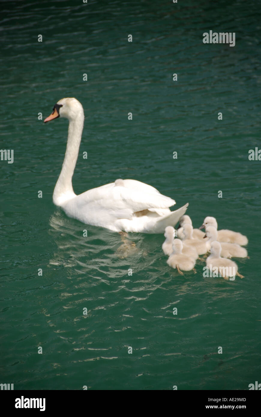 Adult Swans with babies swimming in Lake Huron at Lexington Michigan ...