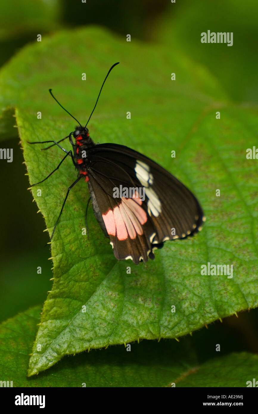 Black & Red Butterfly Stock Photo - Alamy
