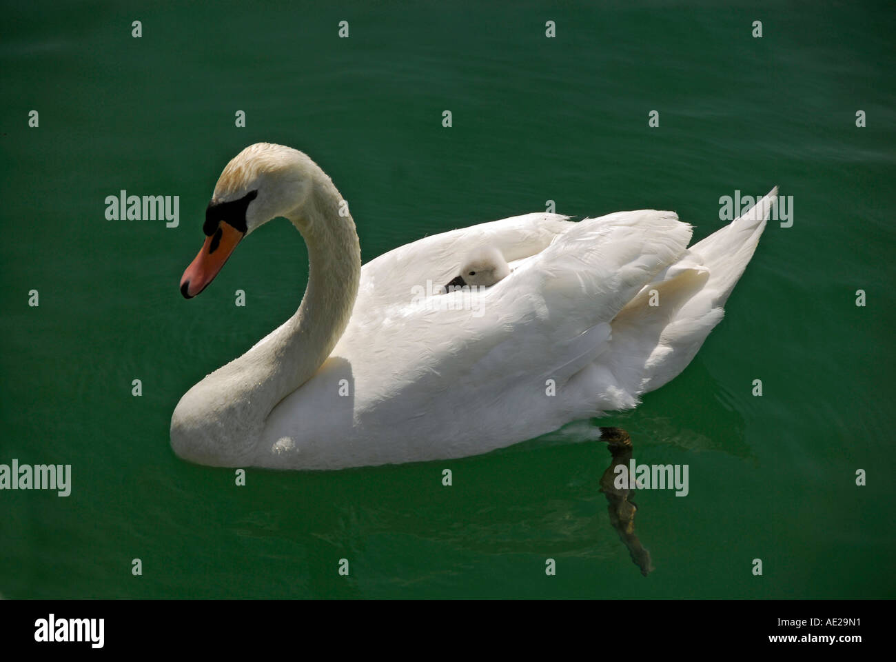 Adult Swans with babies swimming in Lake Huron at Lexington Michigan ...