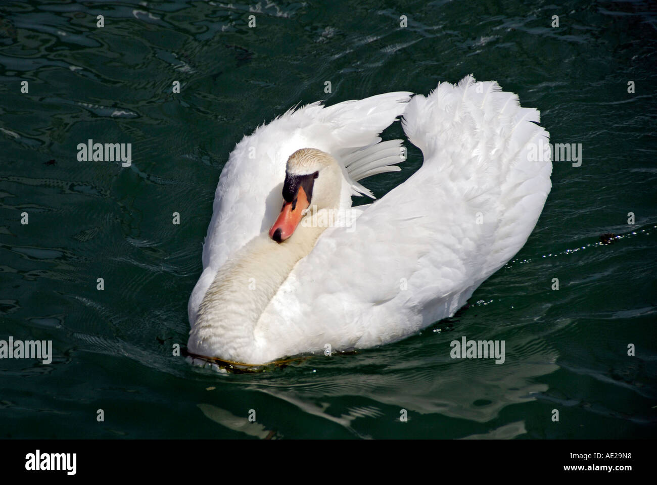 Adult Swans with babies swimming in Lake Huron at Lexington Michigan ...