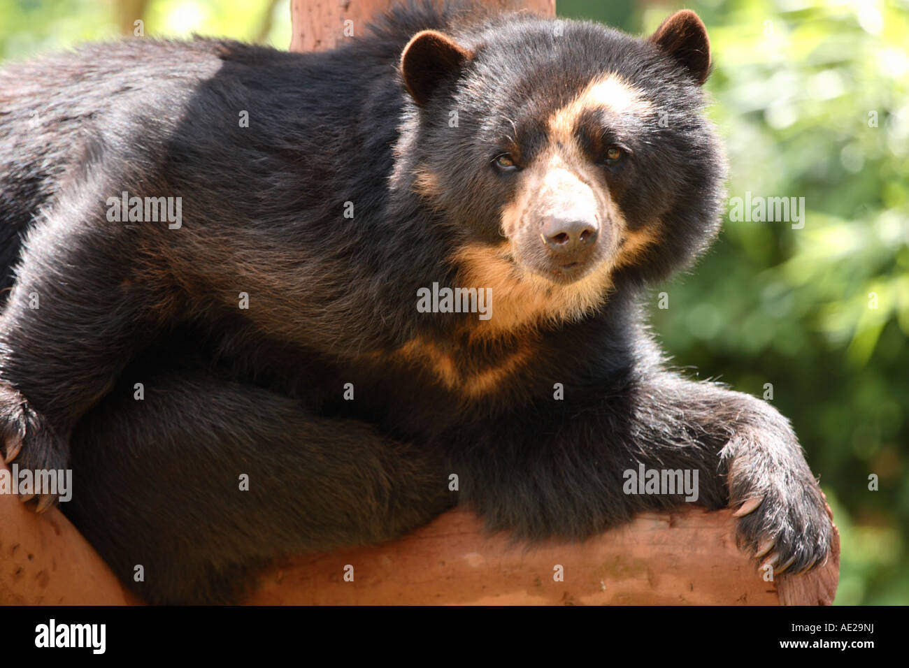 Omnivore teeth hi-res stock photography and images - Alamy