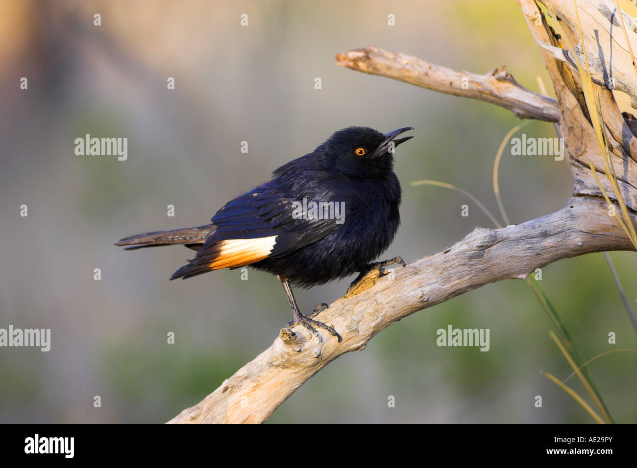 Pale winged starling hi-res stock photography and images - Alamy