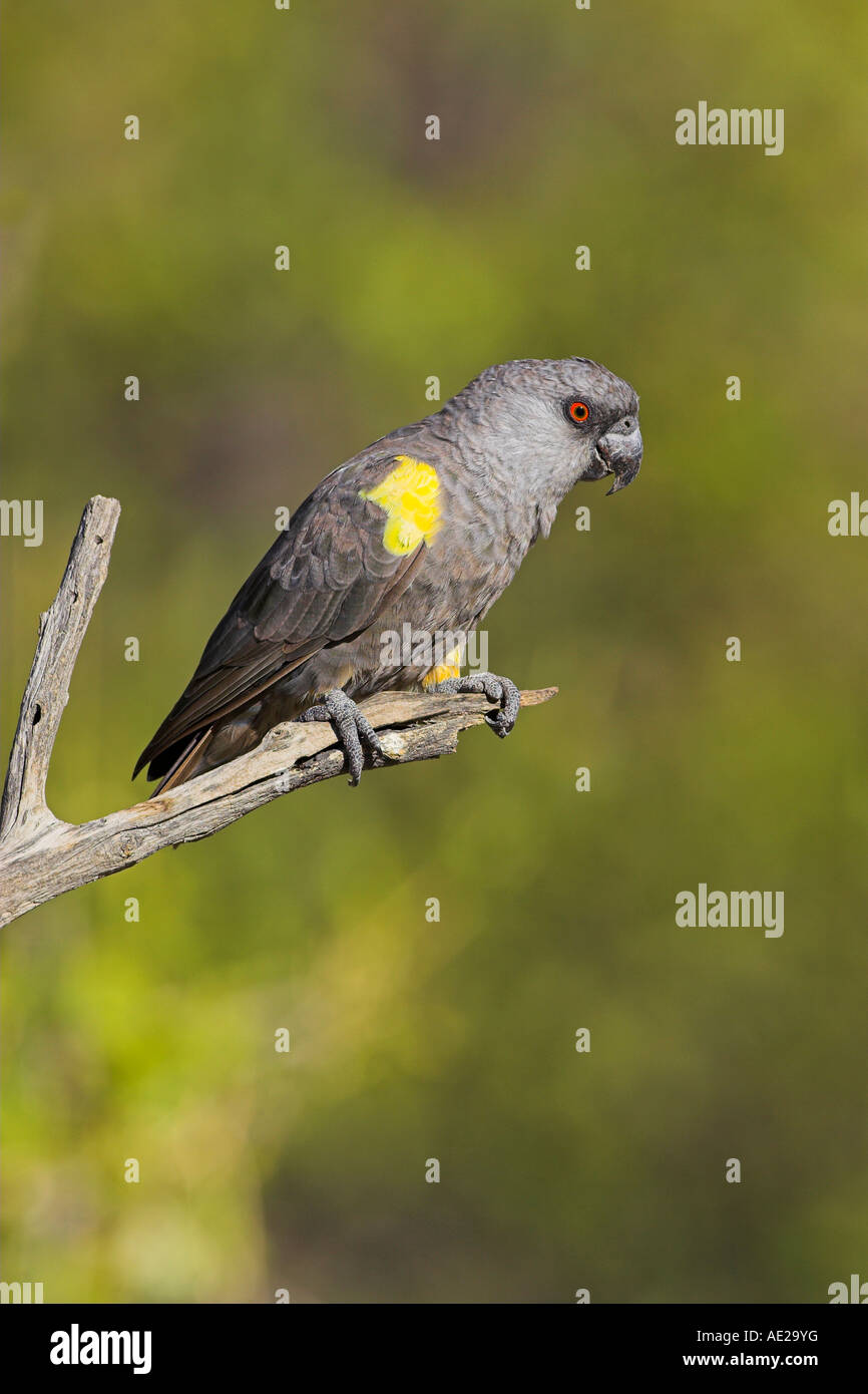 Ruppells Parrot Puicephalus rueppellii perching Namibia Stock Photo - Alamy