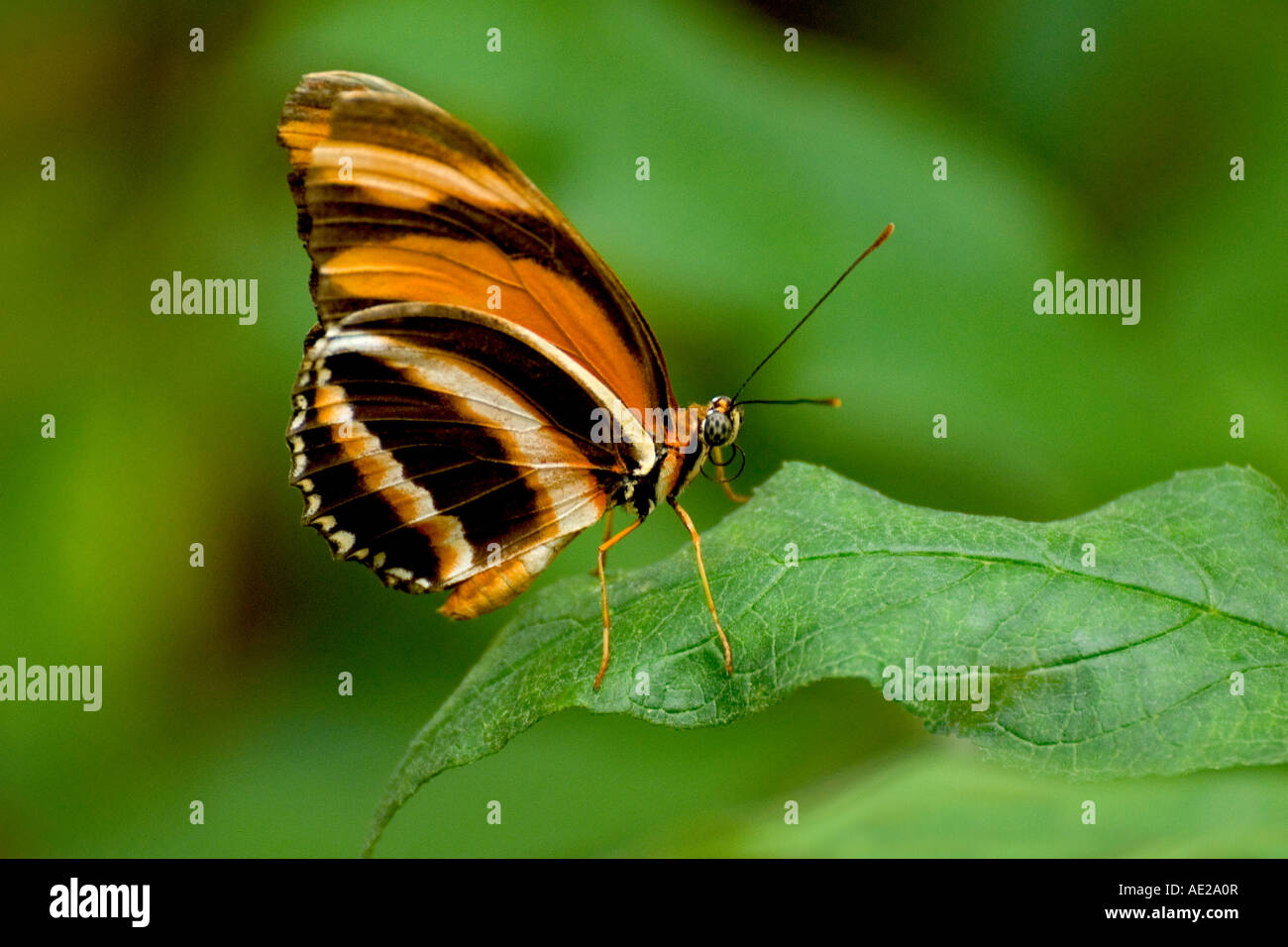 Tiger striped butterfly Stock Photo - Alamy