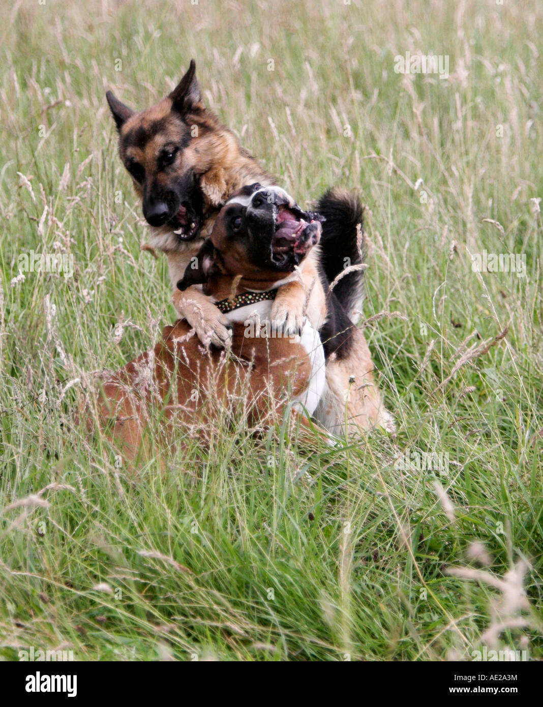Two dogs playing german shepherd hi-res stock photography and images ...