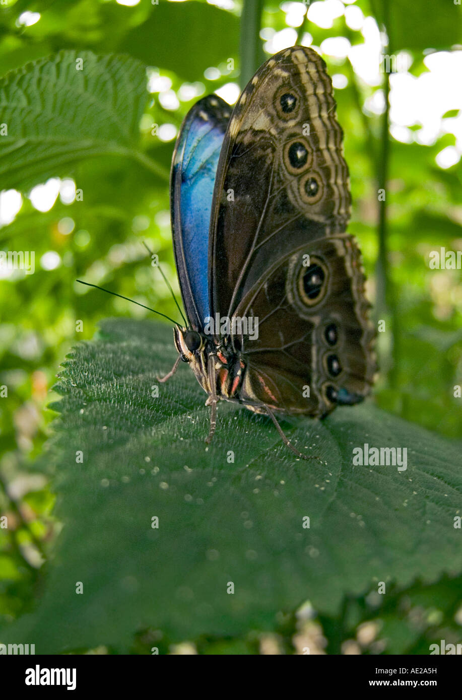 Blue Morpho Butterfly Morpho peleides Stock Photo - Alamy