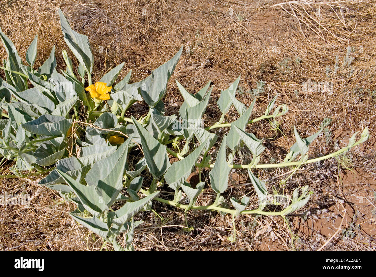 Buffalo gourd hi-res stock photography and images - Alamy