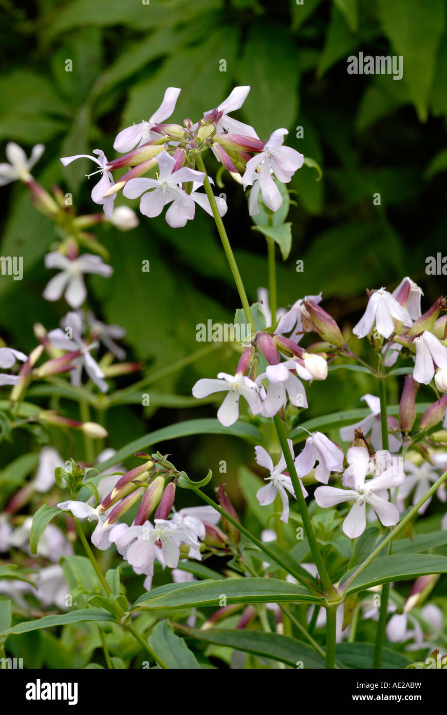 Soapwort flower, Saponaria officinalis Stock Photo - Alamy