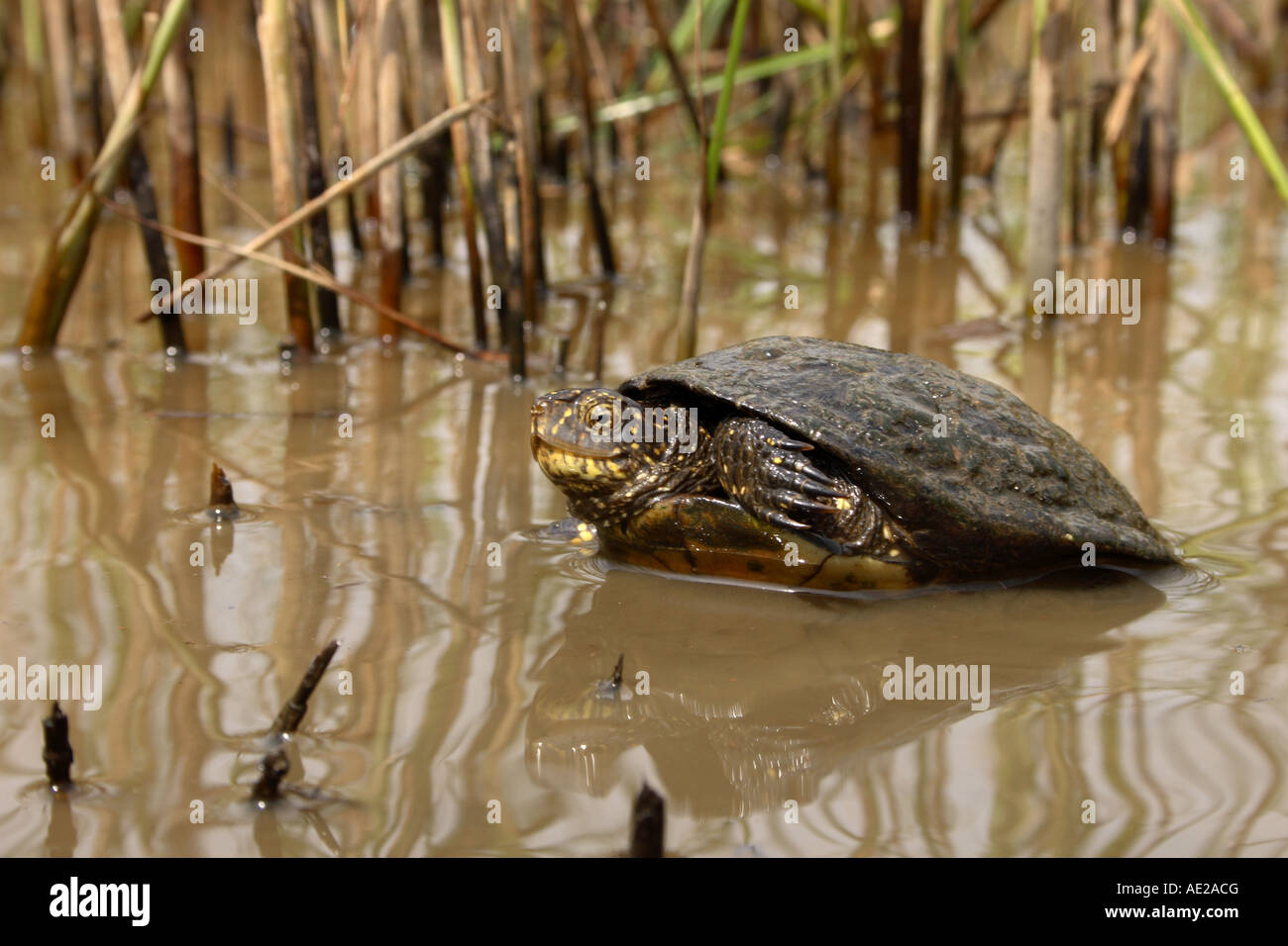Partly submerged terrapin hi-res stock photography and images - Alamy