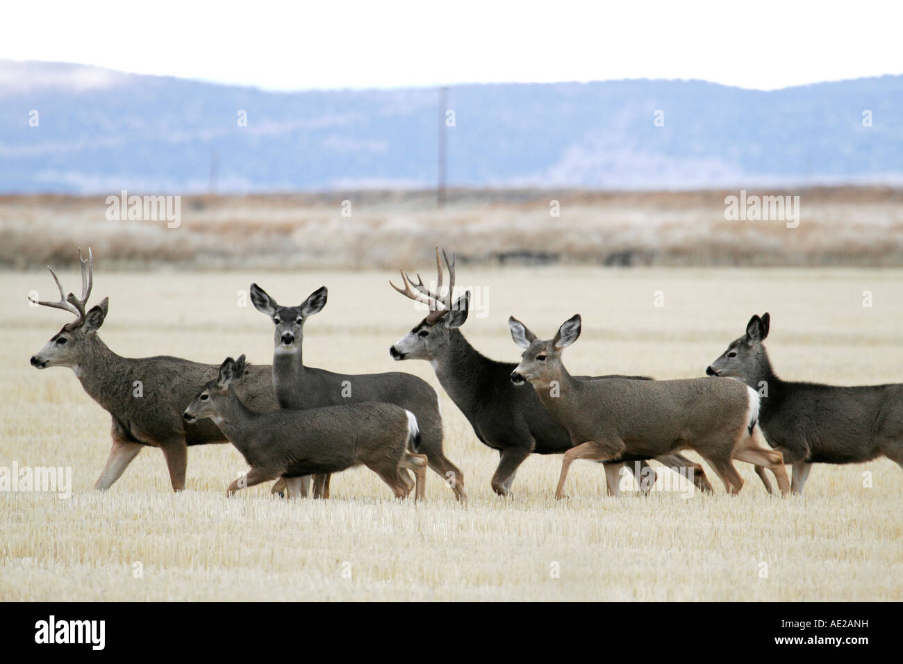 Female mule deer hi-res stock photography and images - Alamy