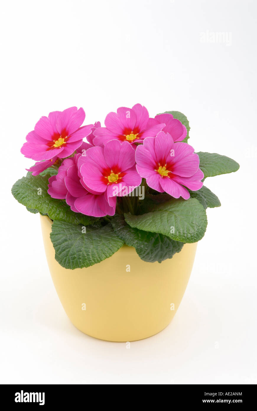 Garden Primrose (Primula acaulis Hybrid, Primula vulgaris Hybrid ...