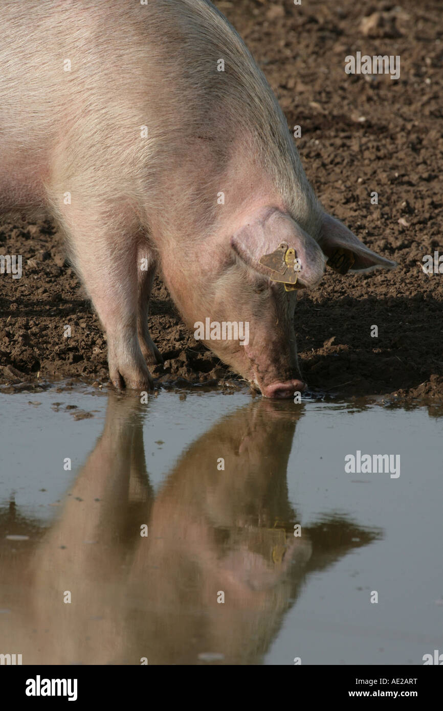 Pig reflected in puddle Stock Photo - Alamy
