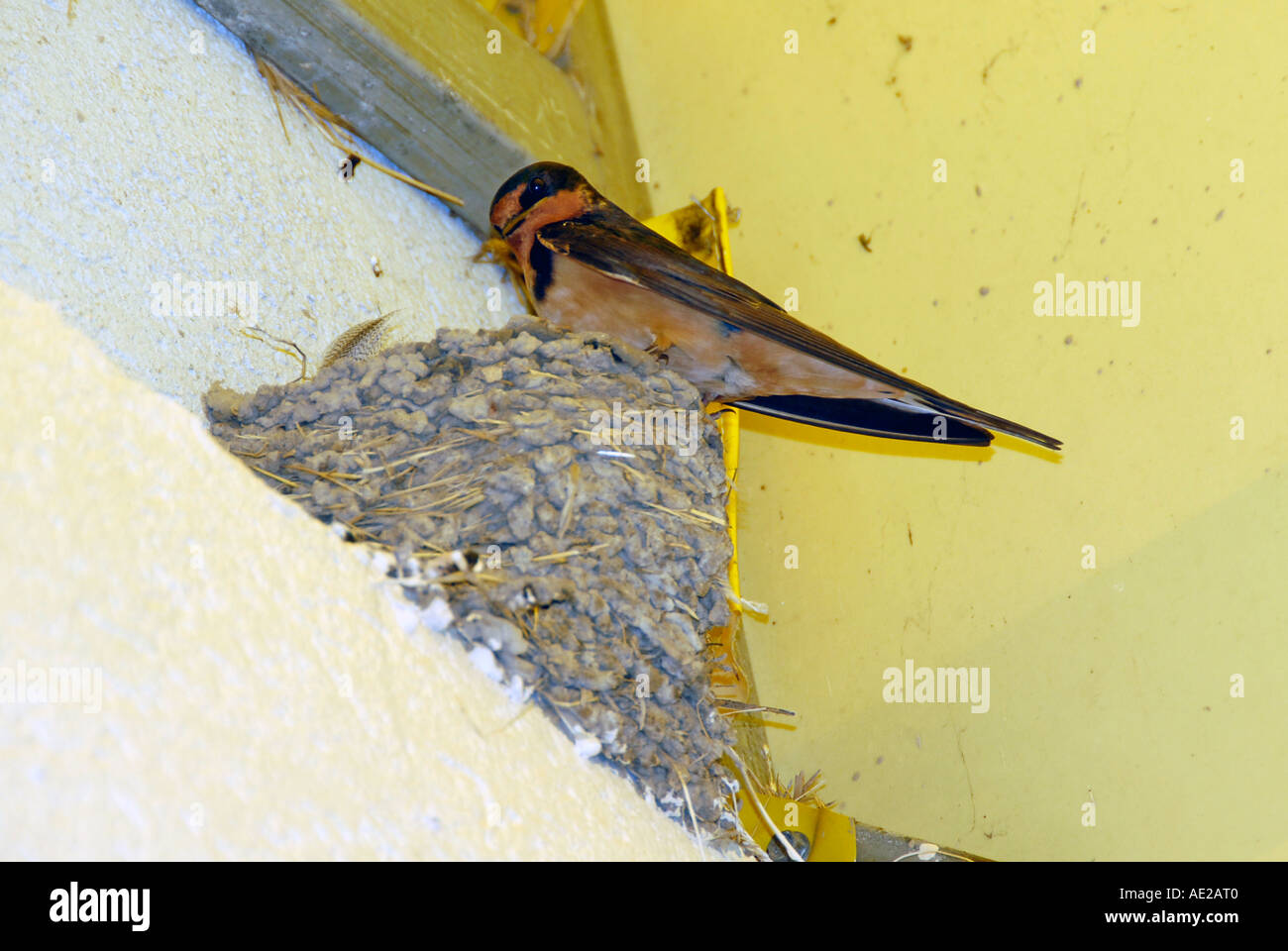 Barn Swallow at nest Stock Photo - Alamy