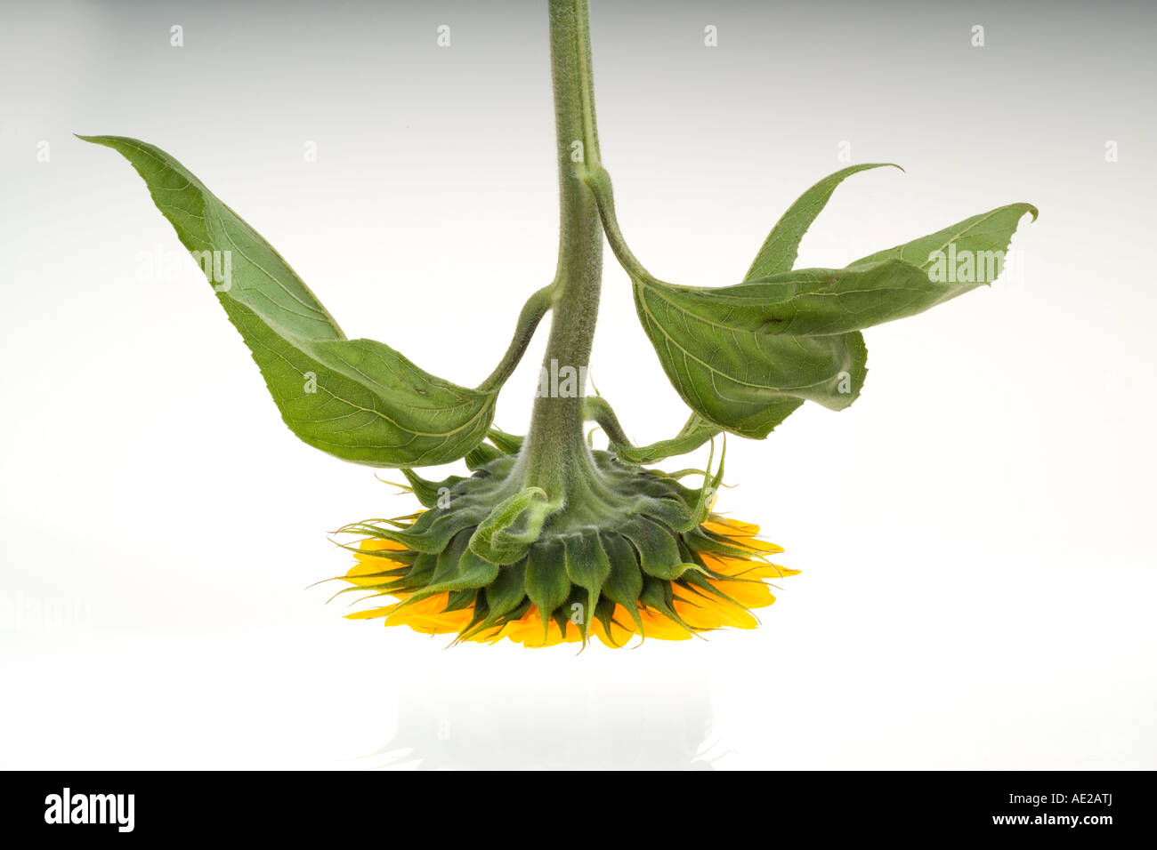 inverted sunflower plant head sitting on petals Stock Photo - Alamy
