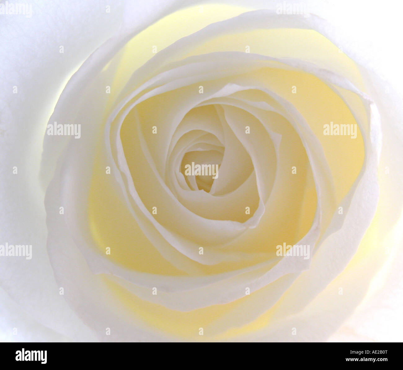 White rose in soft light hi-res stock photography and images - Alamy