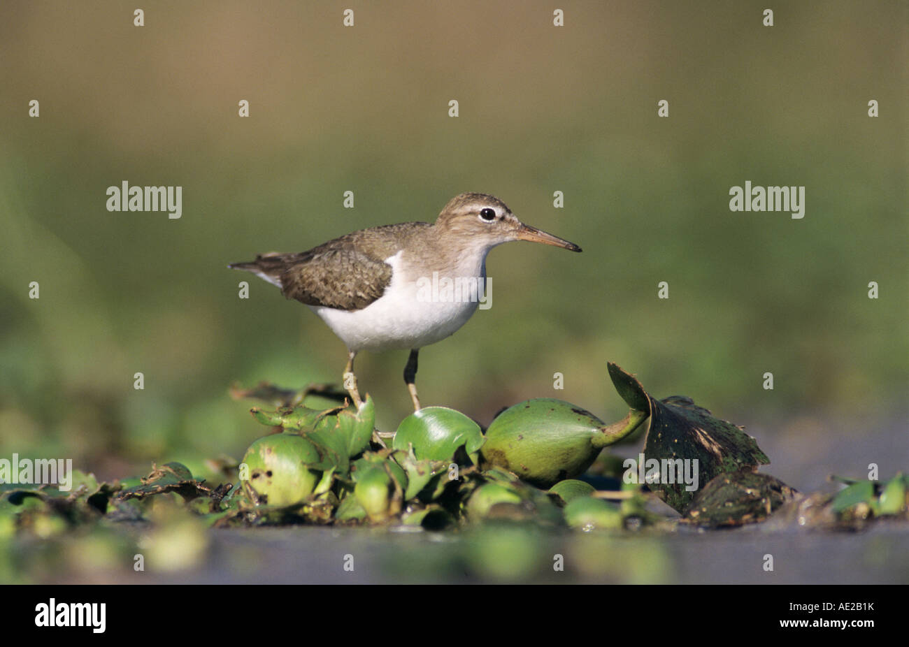 Spotted Sandpiper Actitis macularia adult on Waterhyacint winter ...