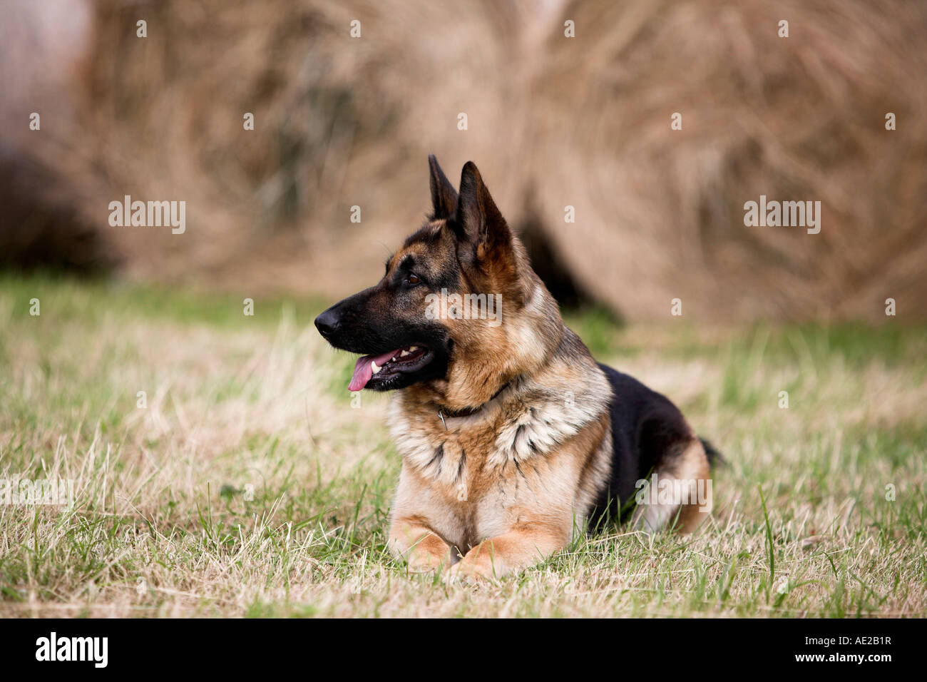 One dog on Guard,German Shepherd on watch Stock Photo - Alamy