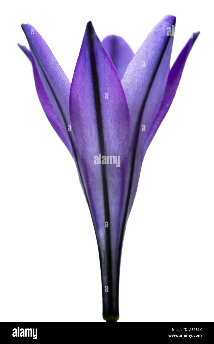Art Still Life Portrait of a Blue Brodiaea Flower Stock Photo - Alamy