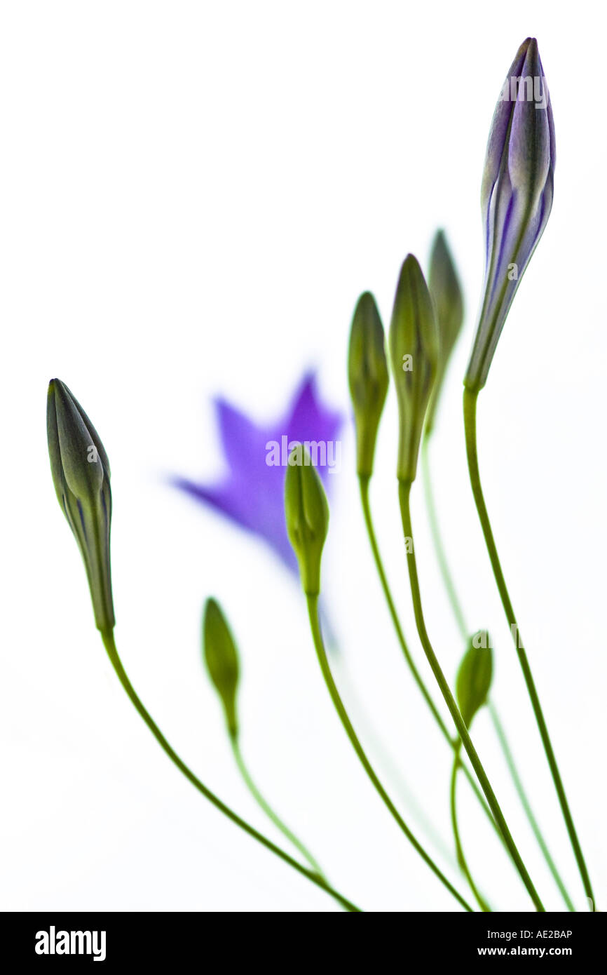 Art Still Life Portrait of a Blue Brodiaea Flower with Buds Stock Photo ...