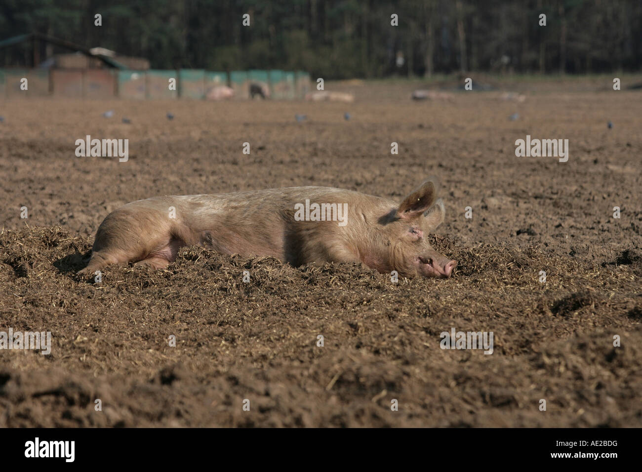 Pig laying in mud Stock Photo - Alamy