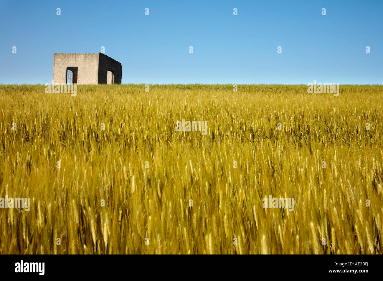 Wheat field with building in the background Stock Photo - Alamy