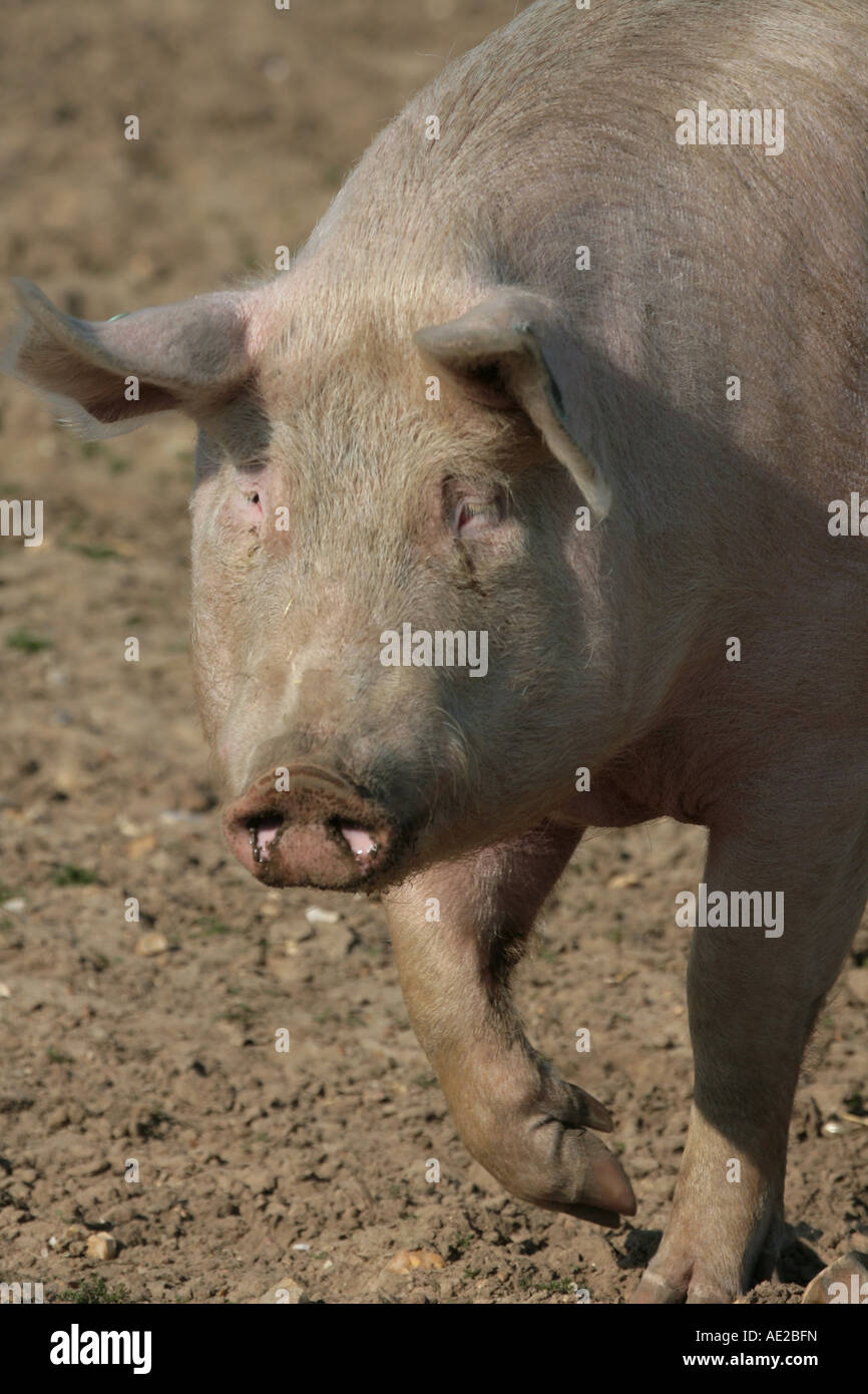 Pig in mud Stock Photo - Alamy