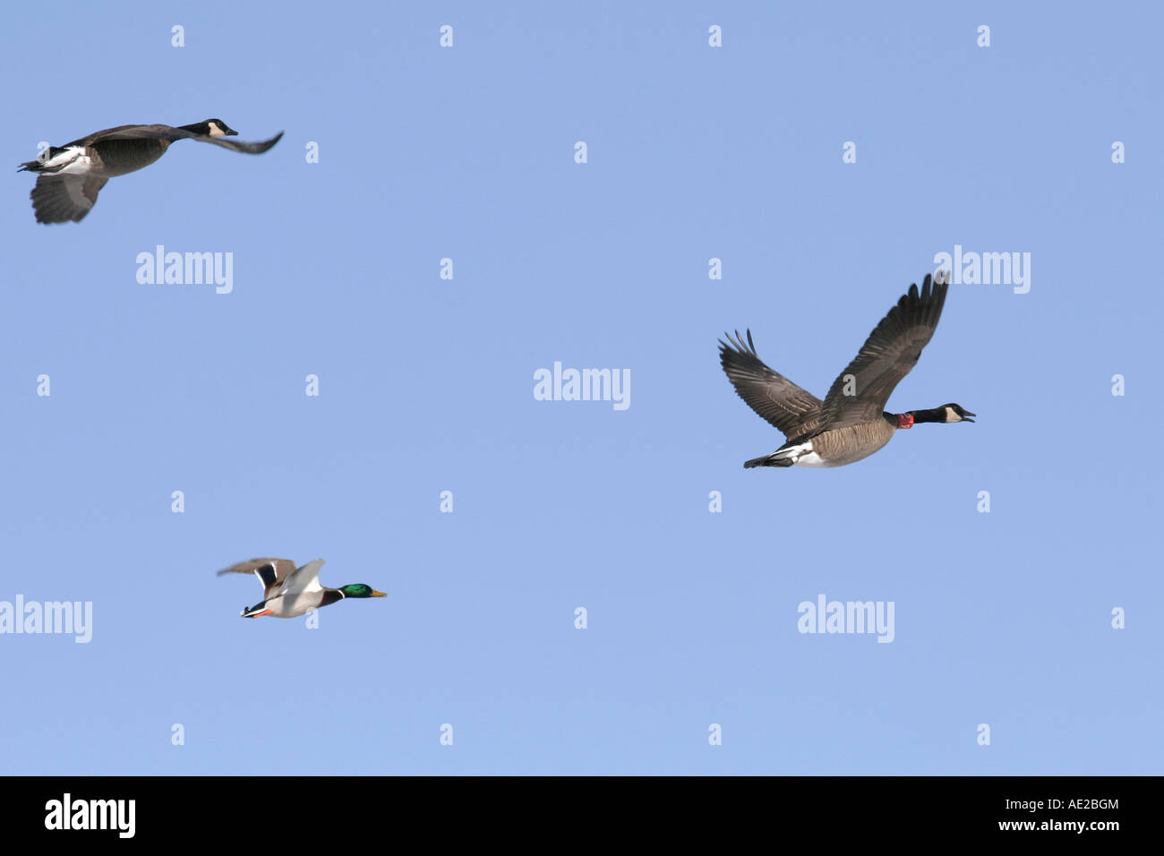 Dusky sky flight hi-res stock photography and images - Alamy