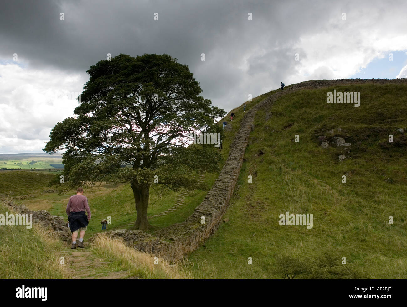 Single tree on hadrians wall hi-res stock photography and images - Alamy