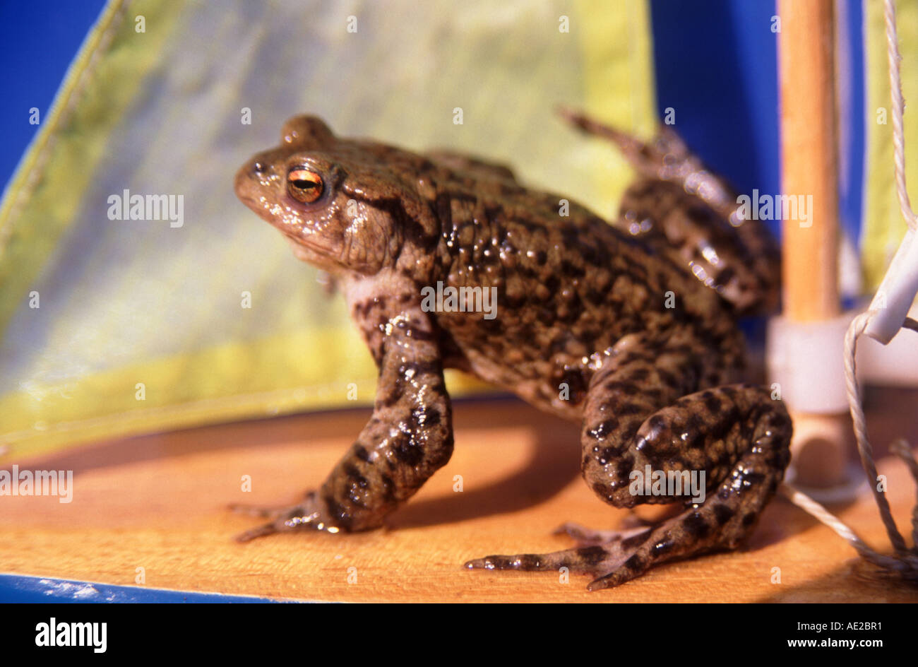 Frog sailing a toy sailing boat with yellow sails Stock Photo - Alamy