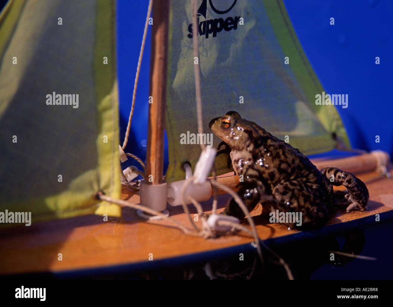 Frog sailing a toy sailing boat with yellow sails Stock Photo - Alamy