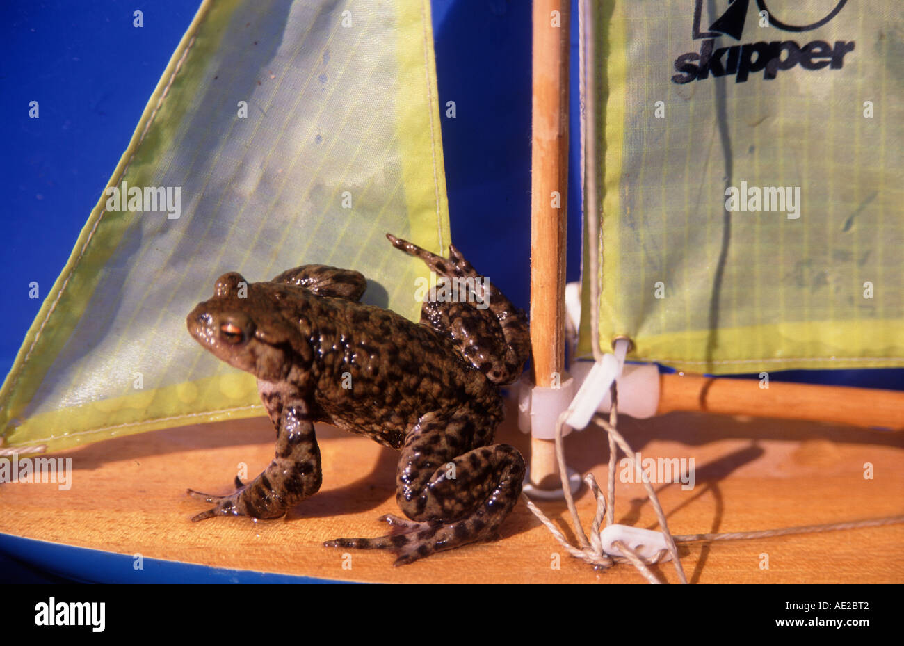 Frog sailing a toy sailing boat with yellow sails Stock Photo - Alamy
