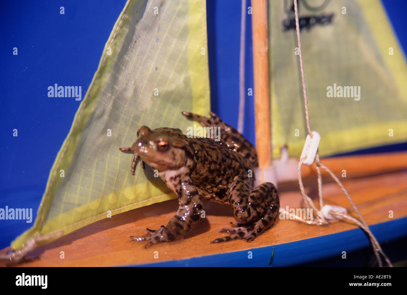 Frog sailing a toy sailing boat with yellow sails Stock Photo - Alamy