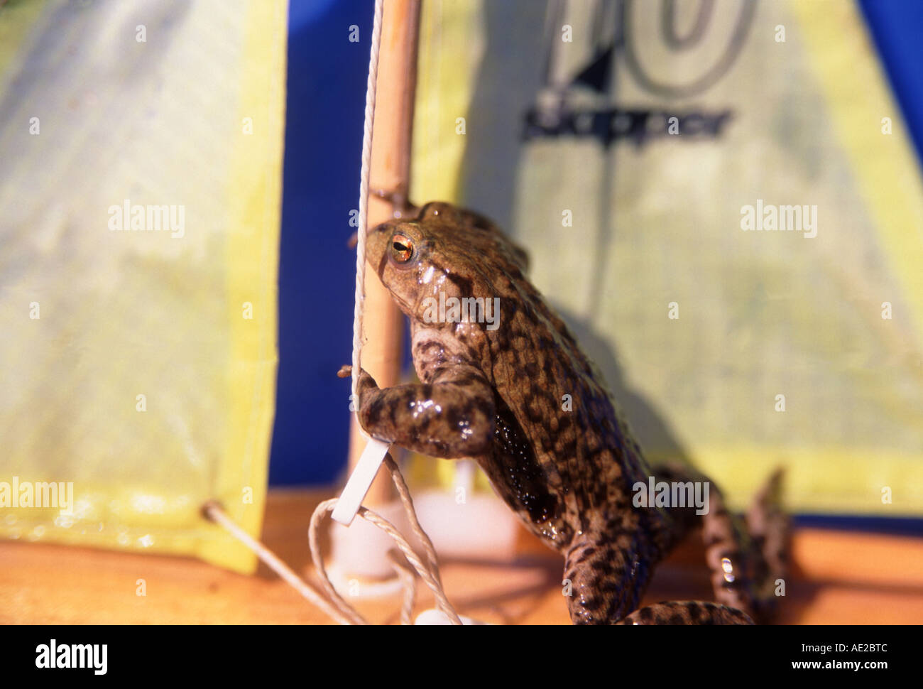 Frog sailing a toy sailing boat with yellow sails Stock Photo - Alamy