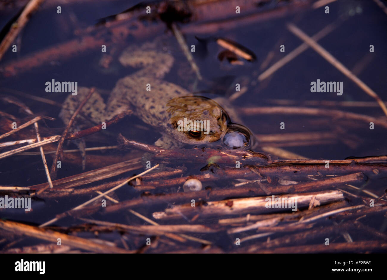 Common frog resting on a sticks in a pond Stock Photo - Alamy