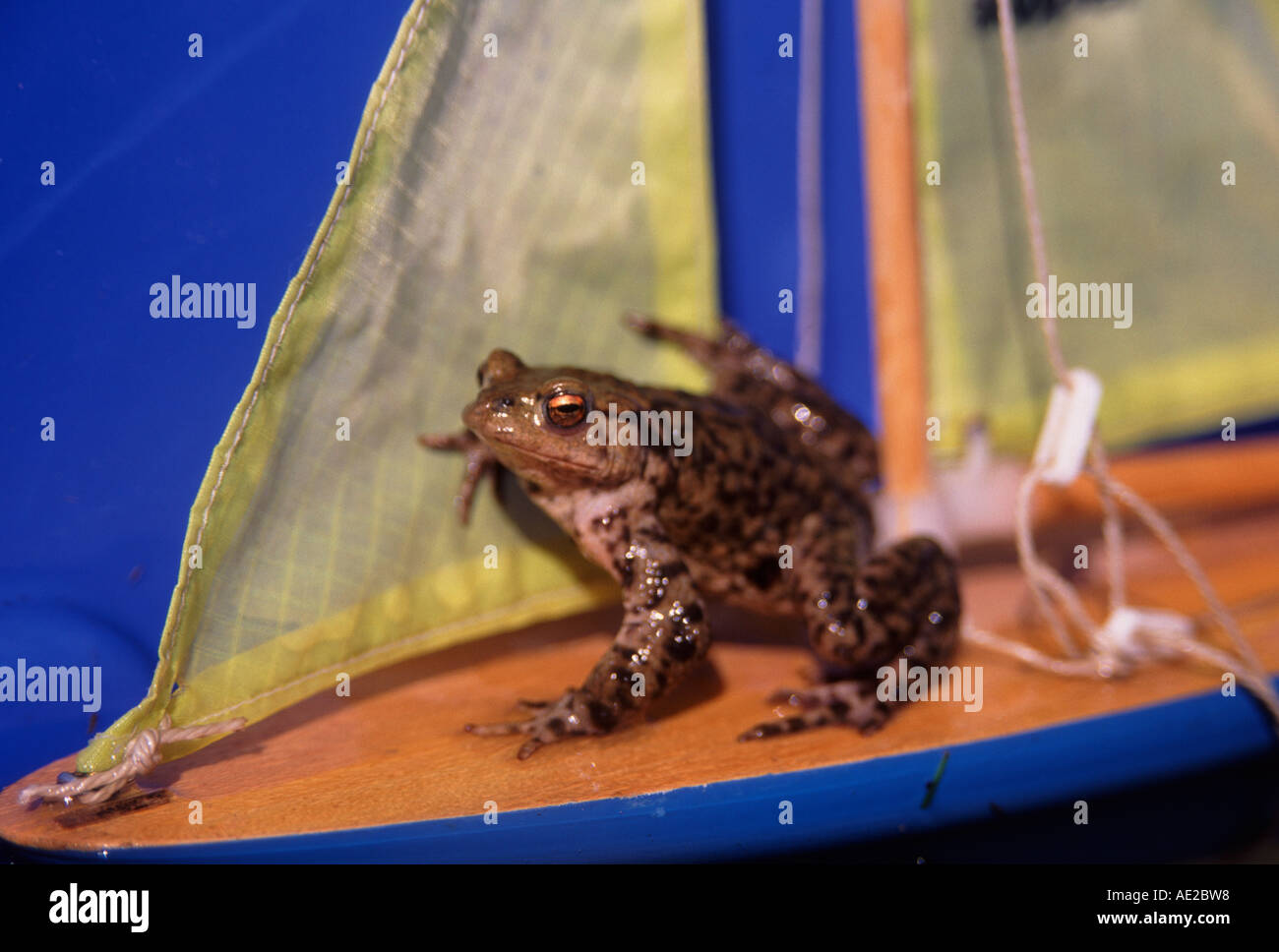 Frog sailing a toy sailing boat with yellow sails Stock Photo - Alamy