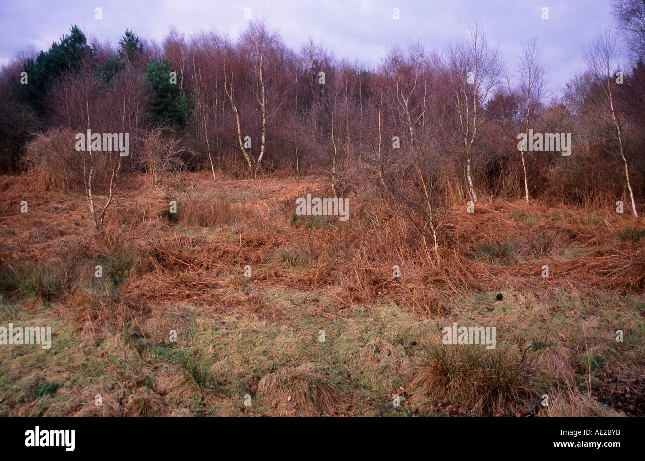 Heathland vegetation suffolk sandlings hi-res stock photography and ...