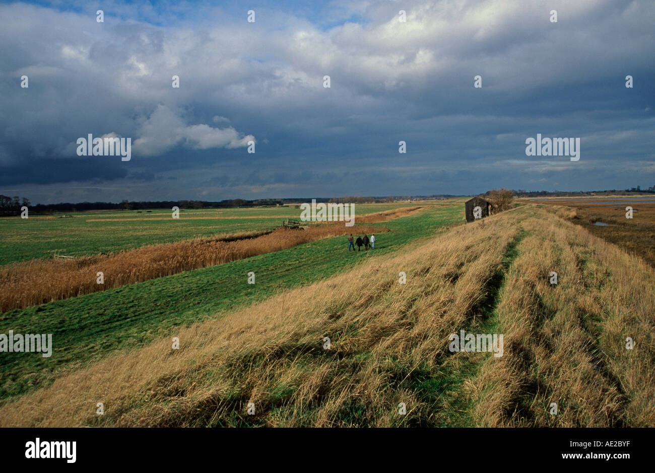 Marshland scenery reclaimed land Suffolk Sandlings near Boyton England ...